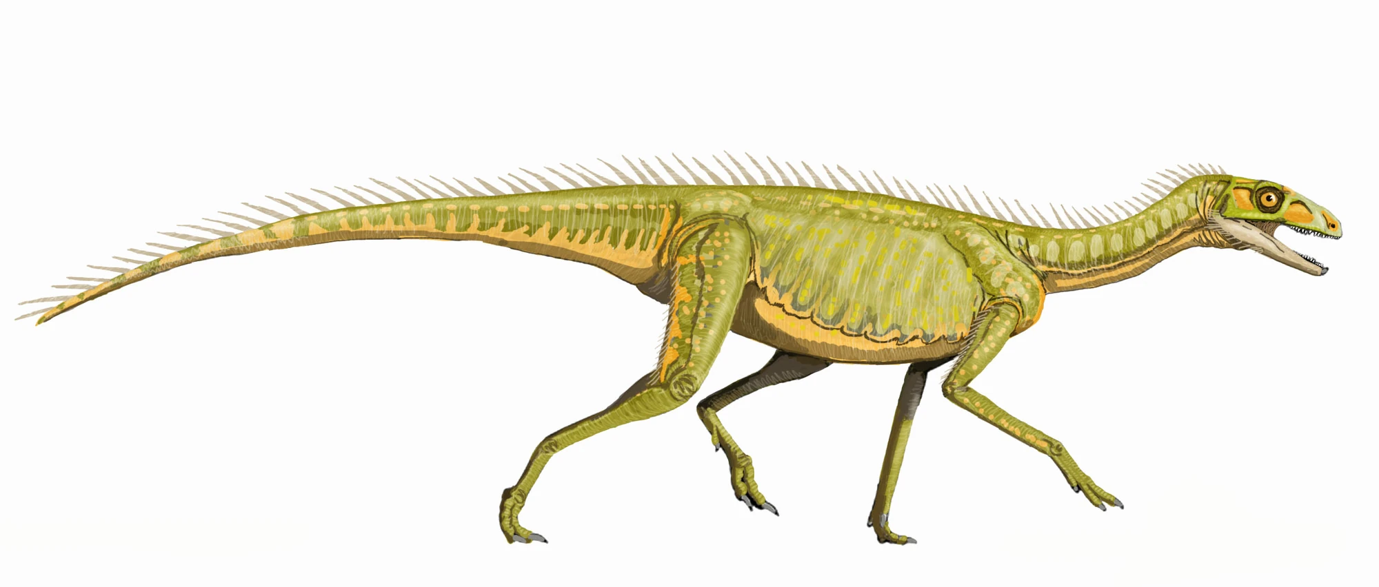 Silesaurus | Dinopedia | FANDOM powered by Wikia