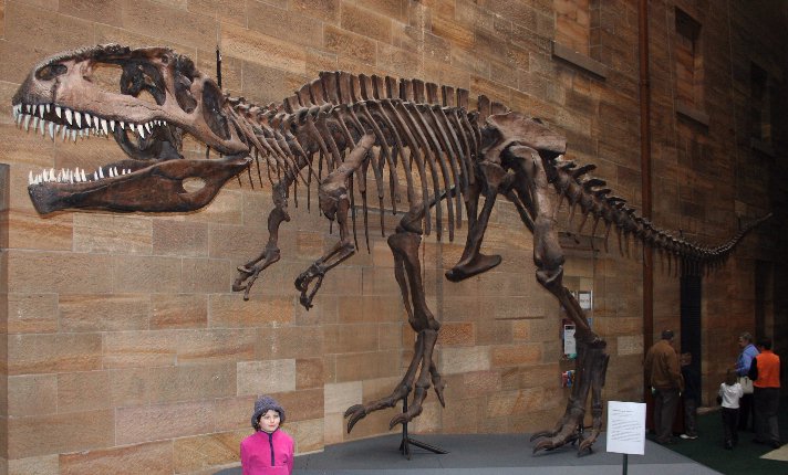 Giganotosaurus Dinopedia Fandom Powered By Wikia