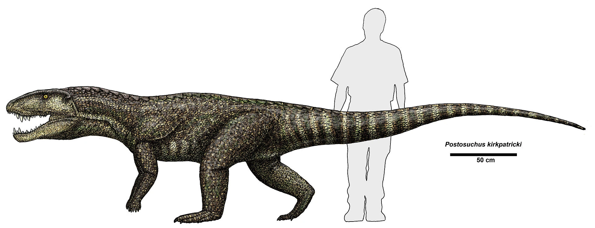 Postosuchus | Dinopedia | FANDOM powered by Wikia