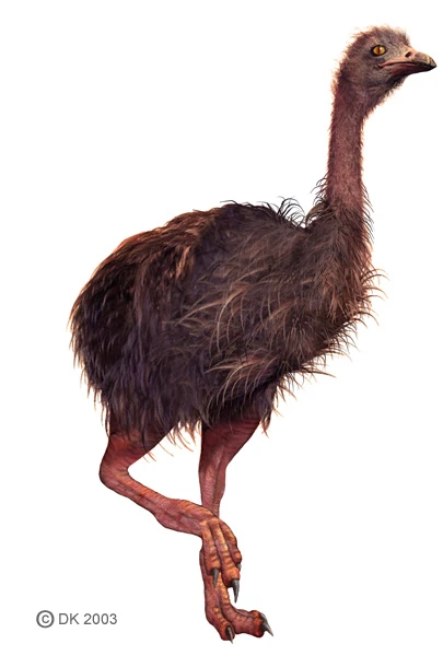 Aepyornis | Dinopedia | Fandom