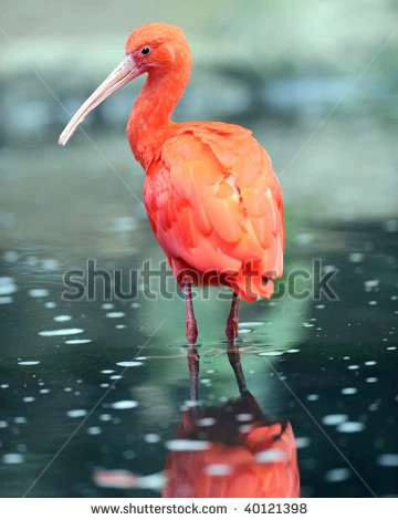 Novacaesareala | Dinopedia | Fandom