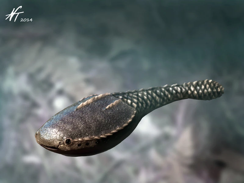 Astraspis | Dinopedia | Fandom