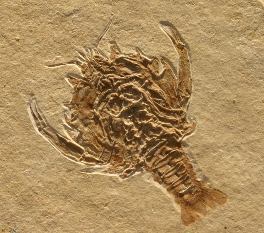 Eryon | Dinopedia | Fandom