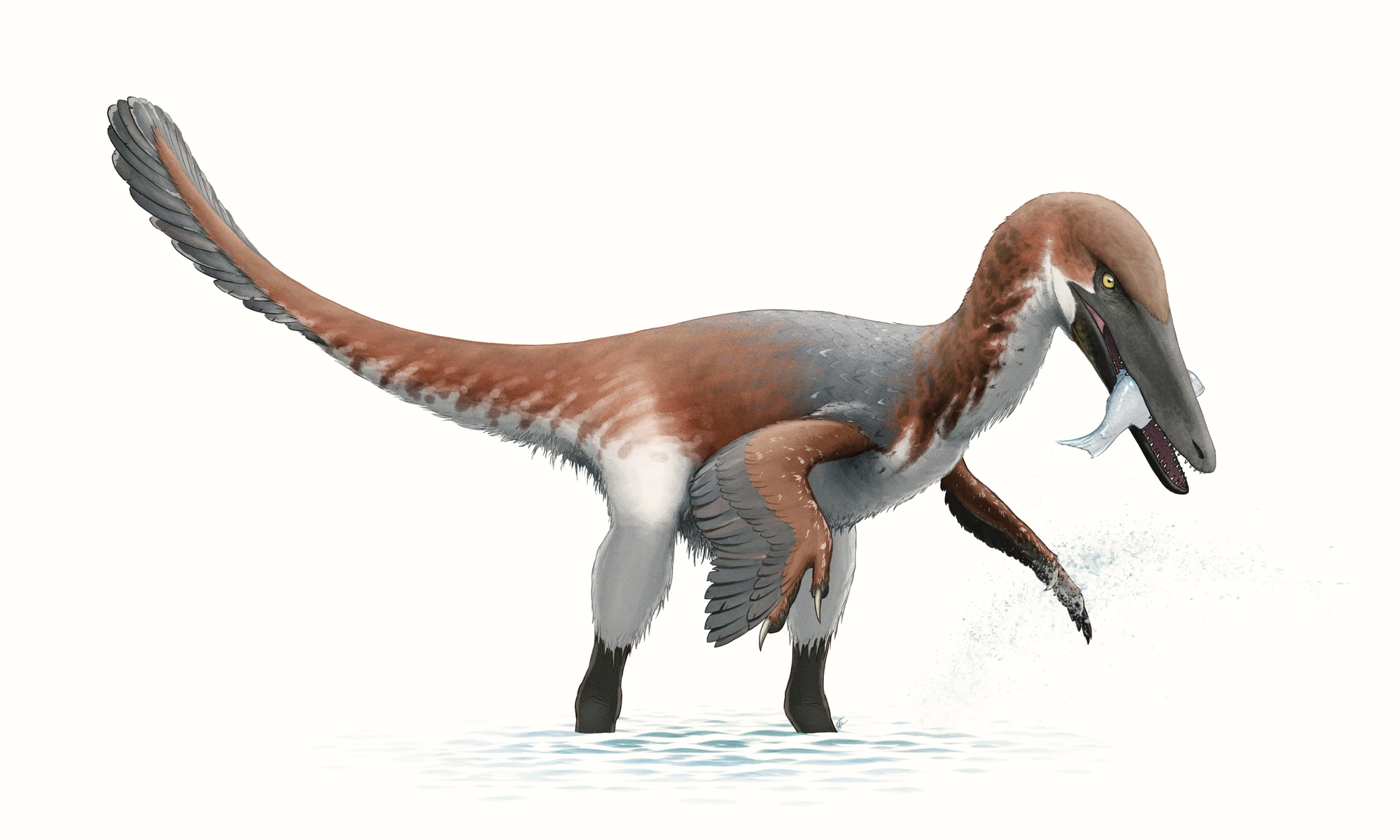 Austroraptor | Dinopedia | FANDOM powered by Wikia