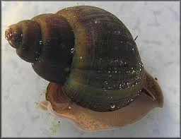 Campeloma | Dinopedia | Fandom