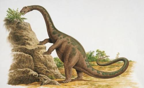 Cetiosauriscus Dinopedia Fandom Powered By Wikia