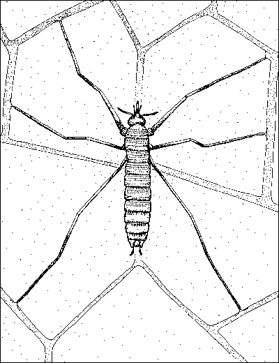 Category:Insects | Dinopedia | FANDOM powered by Wikia Category:Insects | Dinopedia | FANDOM powered by Wikia