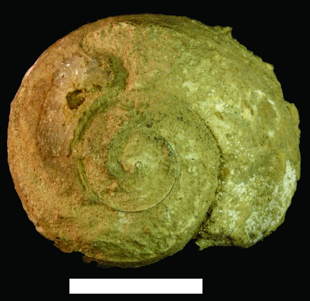 Bernicia | Dinopedia | Fandom