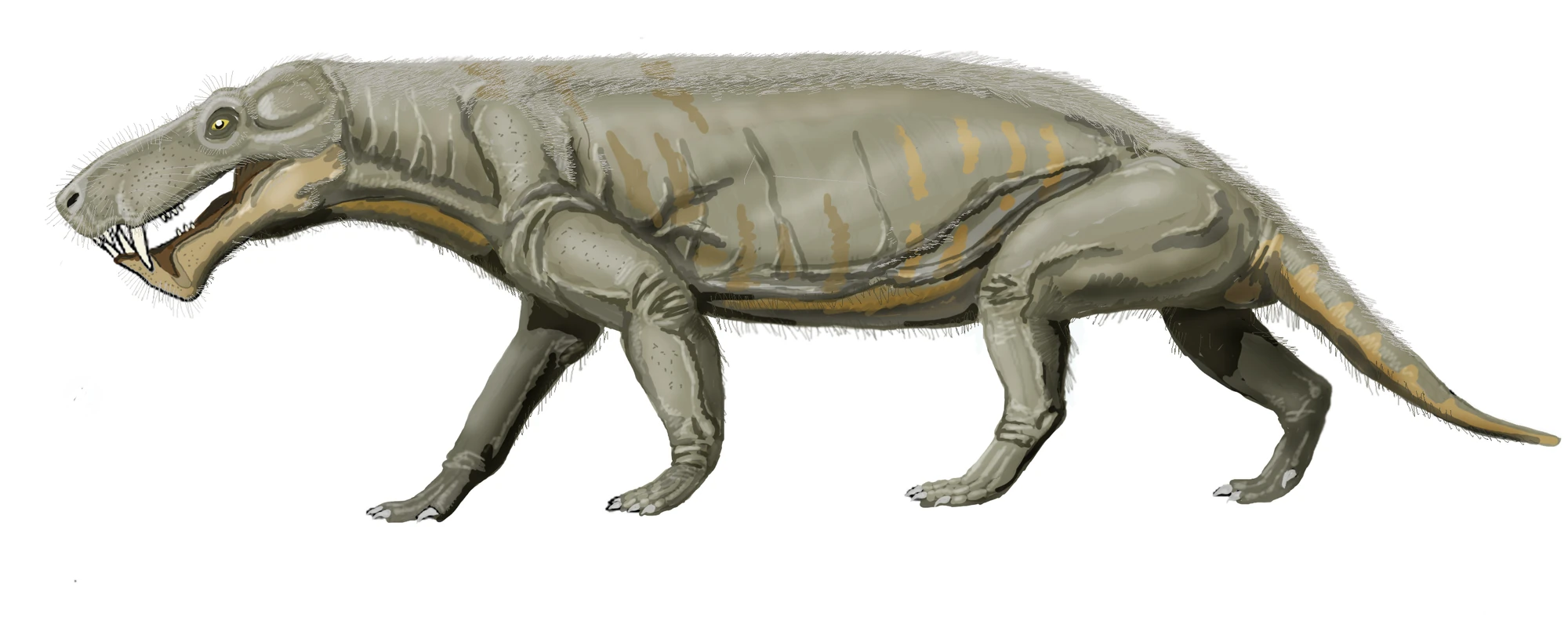 Gorgonops | Dinopedia | FANDOM powered by Wikia