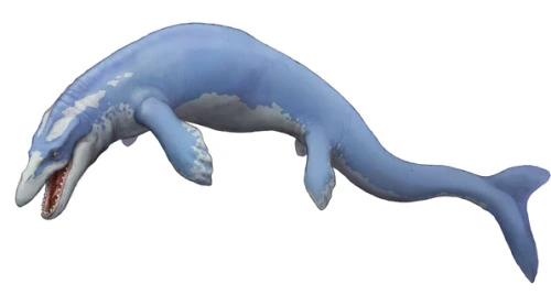 Prognathodon | Dinopedia | Fandom