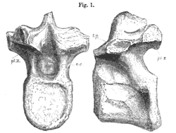 Syngonosaurus | Dinopedia | Fandom