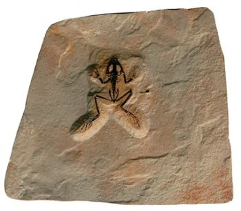 Quetzalcoatlus Dinopedia Fandom Powered By Wikia