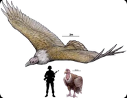 Argentavis | Dinopedia | Fandom