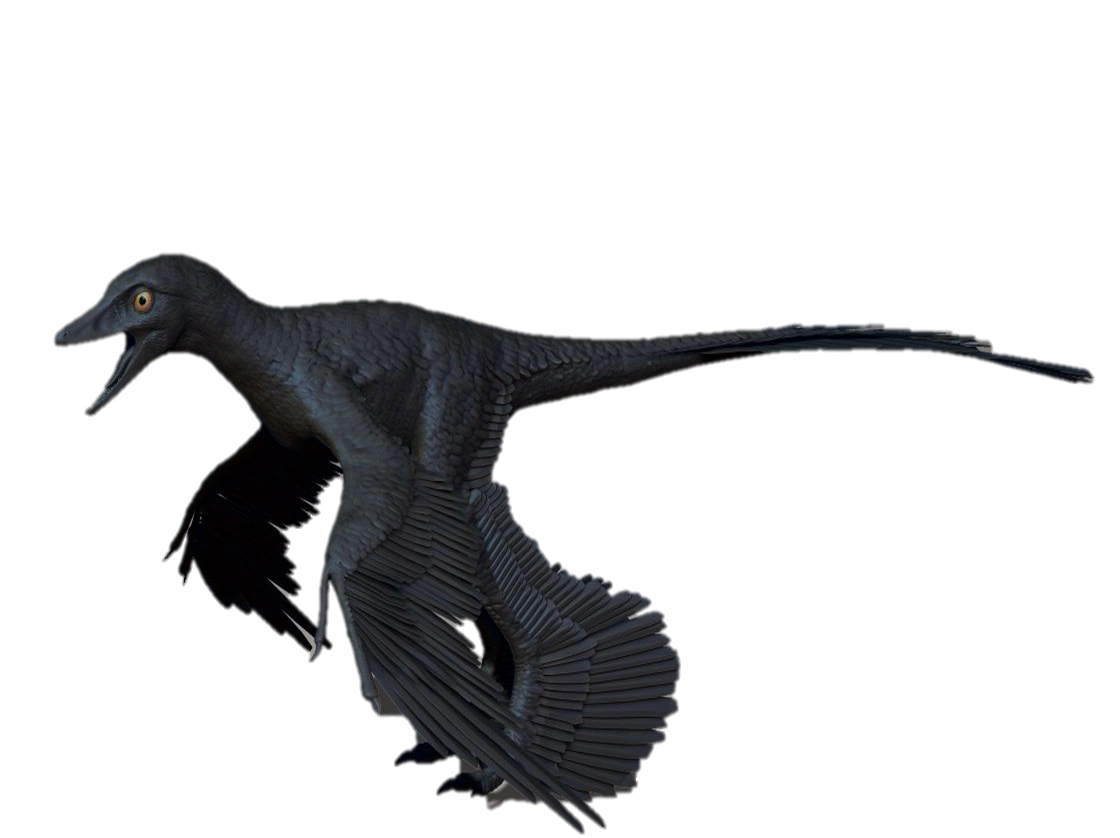 Image - Microraptor colour.png | Dinopedia | FANDOM powered by Wikia