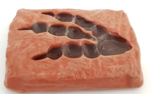 Anchisauripus | Dinopedia | Fandom