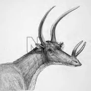 Synthetoceras | Dinopedia | Fandom