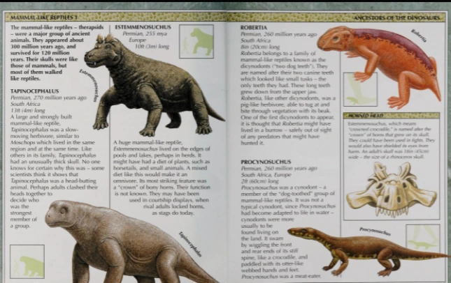 Procynosuchus | Dinopedia | Fandom