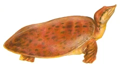 Palaeotrionyx | Dinopedia | Fandom