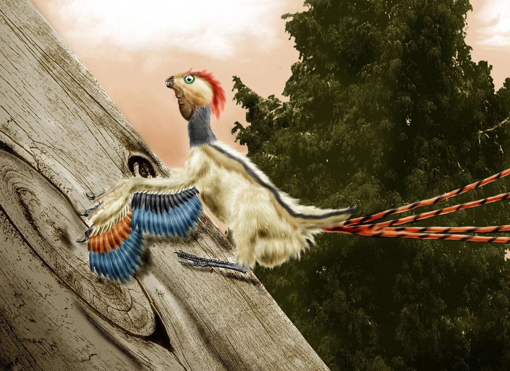 Epidexipteryx | Dinopedia | FANDOM powered by Wikia
