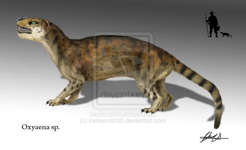 Oxyaena | Dinopedia | Fandom