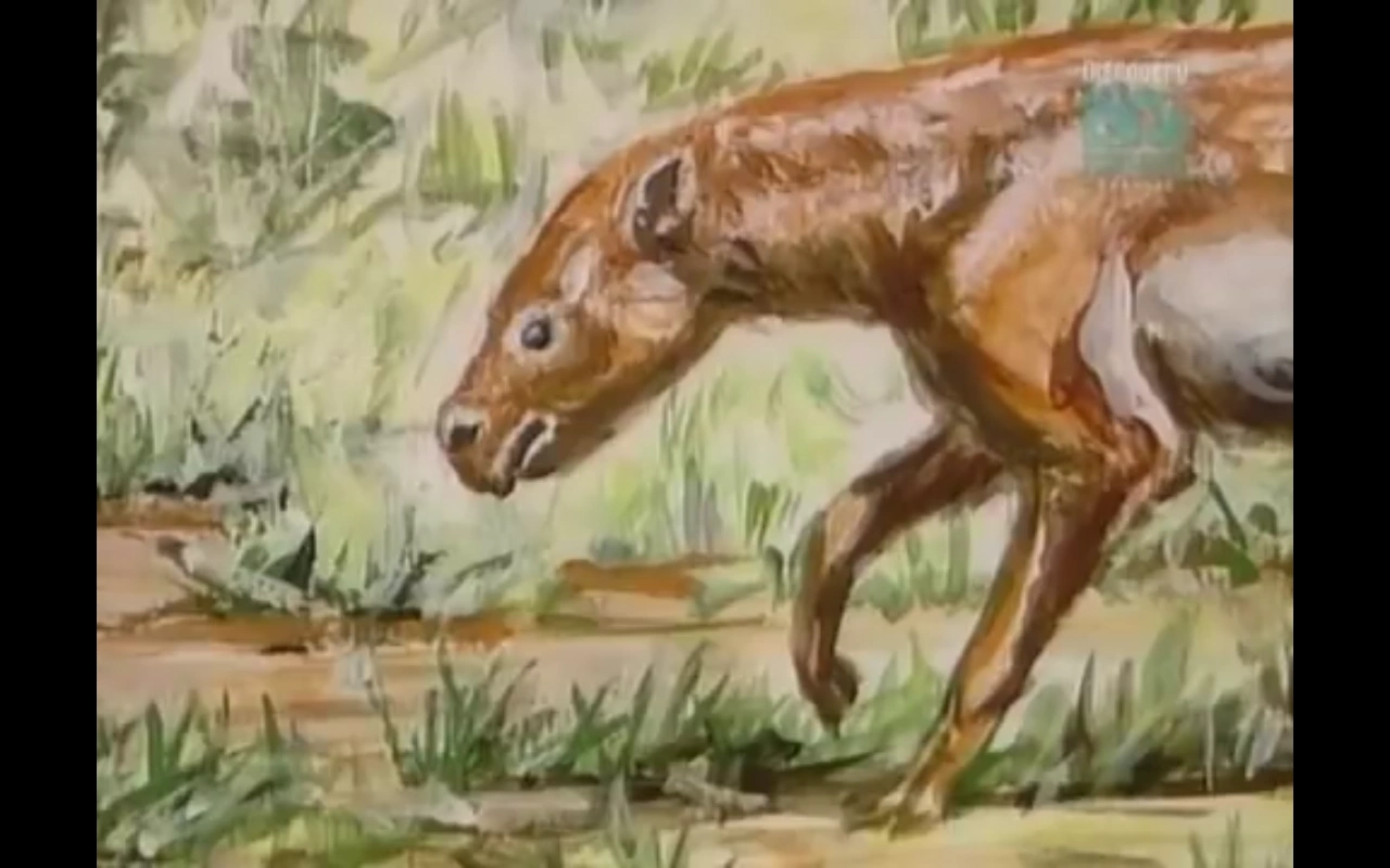 Hyrachyus | Dinopedia | Fandom