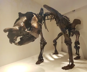 Zygomaturus | Dinopedia | Fandom