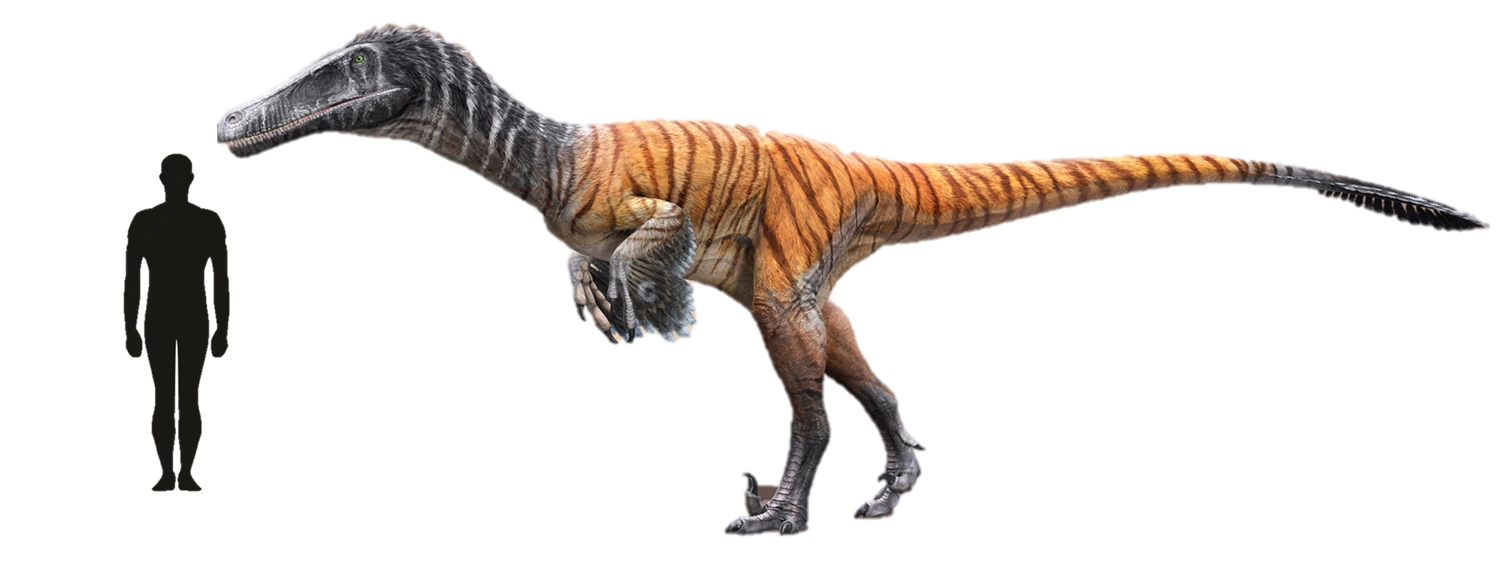 Image - Austroraptor Size Comparison.png | Dinopedia | FANDOM powered ...