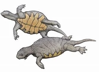 Odontochelys | Dinopedia | Fandom
