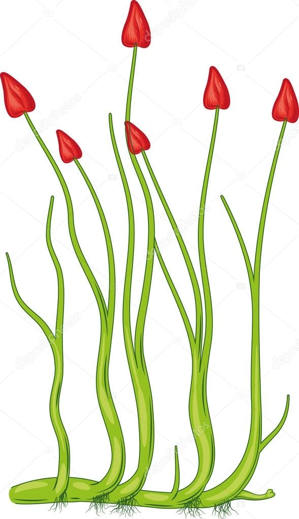 Rhynia | Dinopedia | Fandom