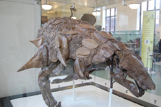 Edmontonia/Gallery | Dinopedia | FANDOM powered by Wikia