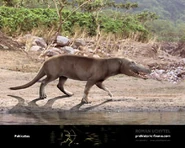 Pakicetus | Dinopedia | Fandom