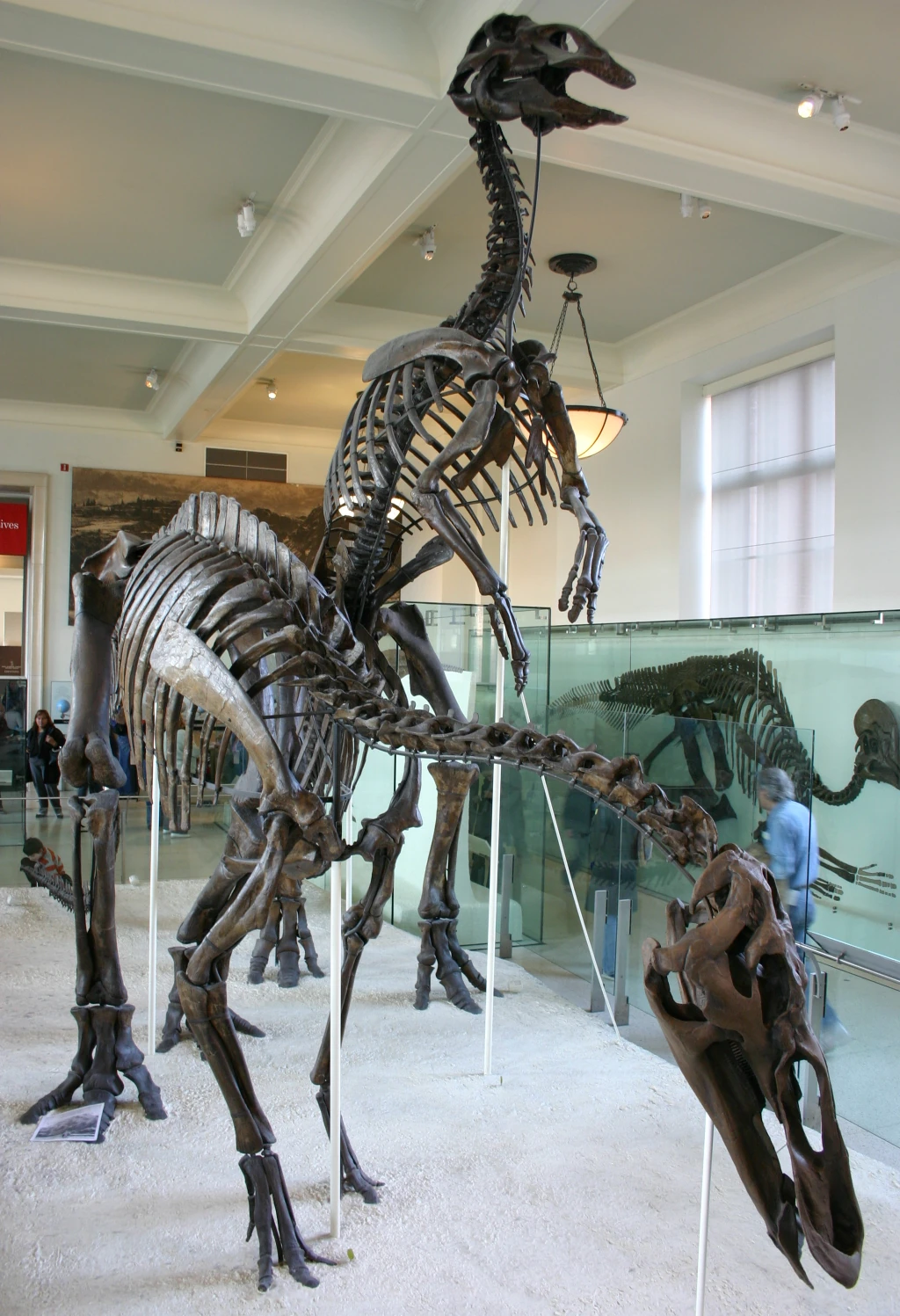 Anatotitan | Dinopedia | Fandom