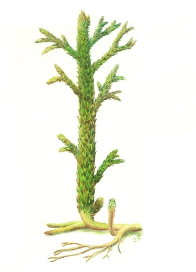 Drepanophycus | Dinopedia | Fandom