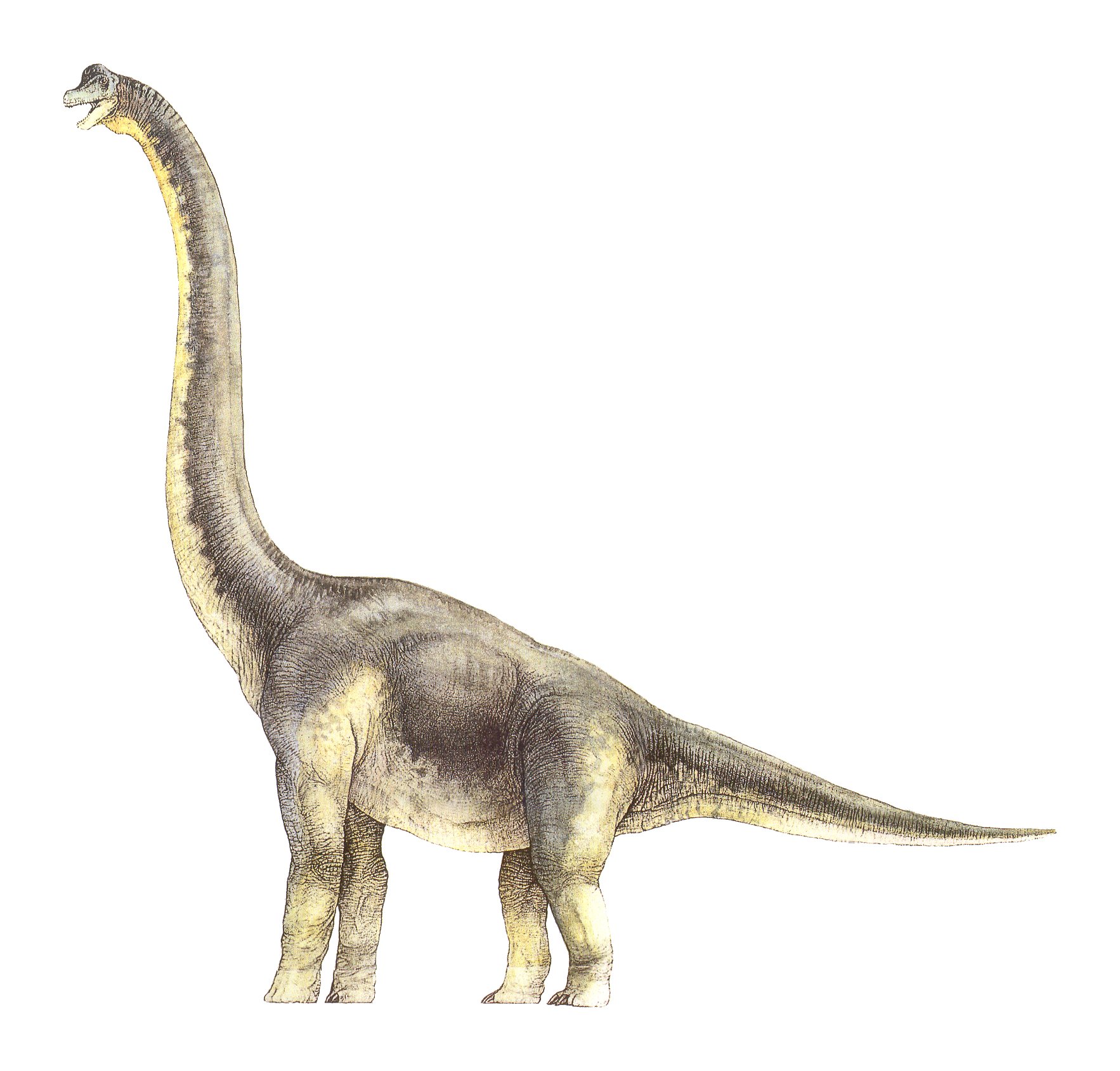 Dinodocus Dinopedia Fandom Powered By Wikia