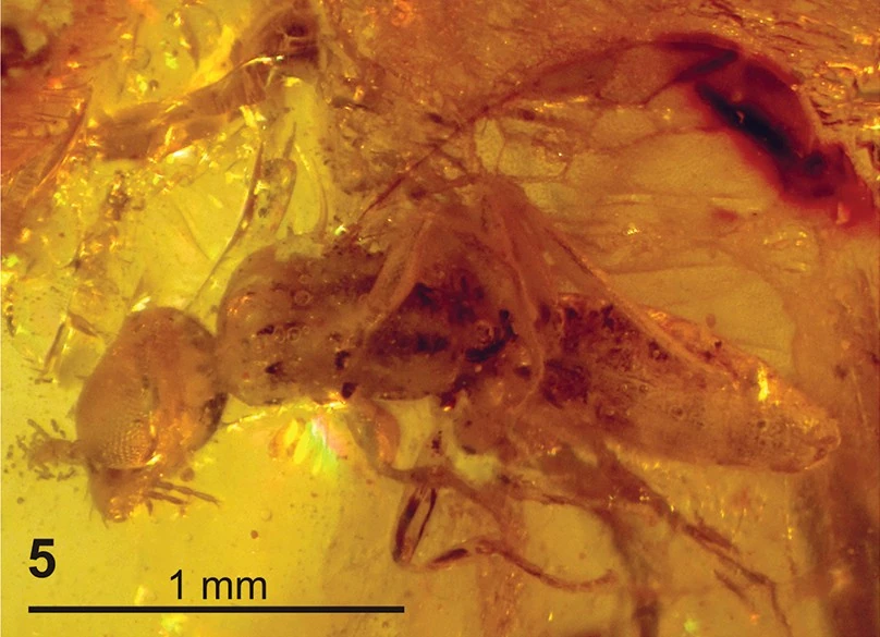 Category:Cretaceous insects | Dinopedia | FANDOM powered by Wikia