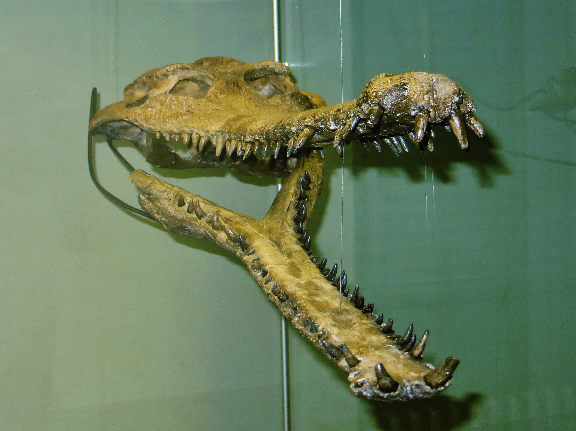 Piscogavialis | Dinopedia | Fandom