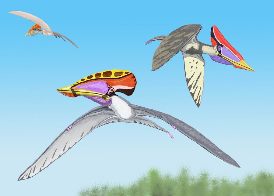 Category:Pterosaurs | Dinopedia | FANDOM powered by Wikia Category:Pterosaurs | Dinopedia | FANDOM powered by Wikia