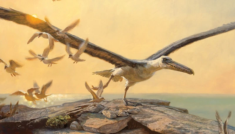 Pelagornis | Wiki pre-historia | Fandom