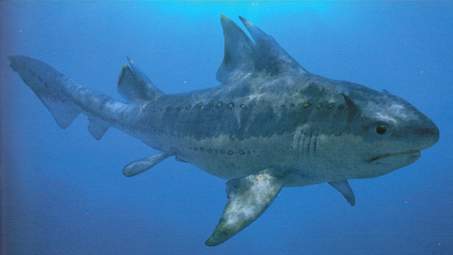 Hybodus | Wiki pre-historia | Fandom
