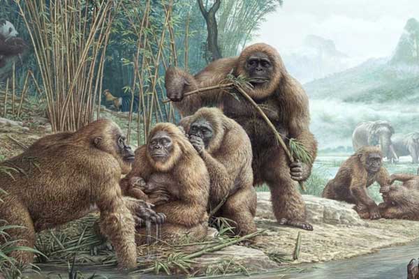 Gigantopithecus | Disney Animals Wiki | FANDOM powered by Wikia Gigantopithecus | Disney Animals Wiki | FANDOM powered by Wikia