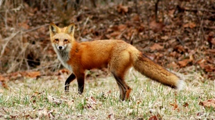 Red Fox | Disney Animals Wiki | Fandom