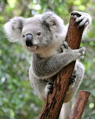 Koala | Disney Animals Wiki | Fandom