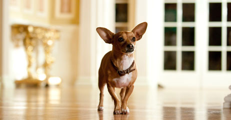 Papi | Disney Wiki | Fandom