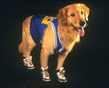 Air Bud (dog) | Disney Wiki | FANDOM powered by Wikia