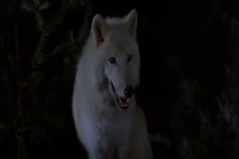 White Wolf | Disney Wiki | Fandom