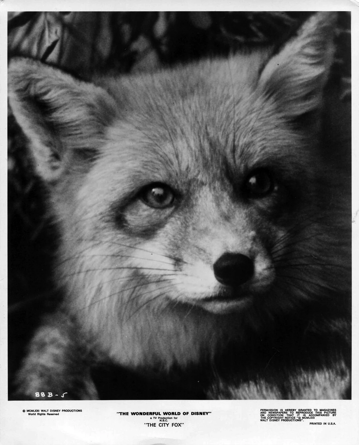 The City Fox | Disney Wiki | Fandom