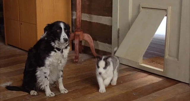 Image - Snow-dogs-disneyscreencaps.com-10695.jpg | Disney Wiki | FANDOM ...