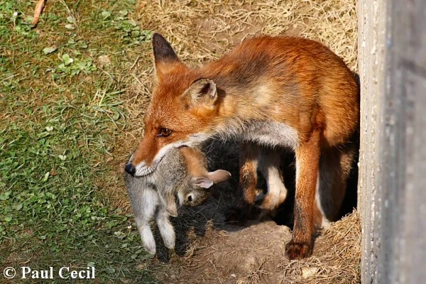 Image - Red fox 25.jpg | Disney Wiki | FANDOM powered by Wikia