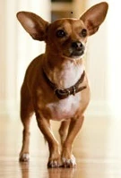 Papi | Disney Wiki | Fandom