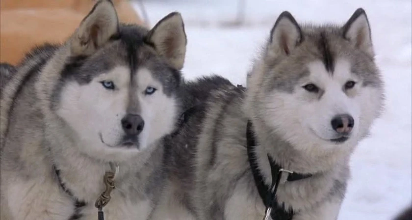 Yodel and Sniff | Disney Wiki | Fandom